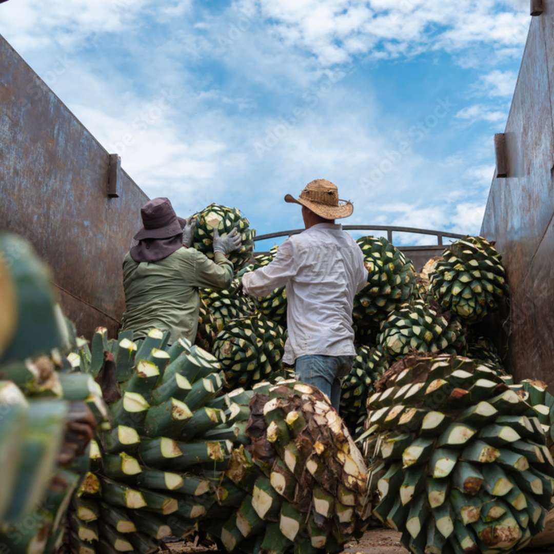 How Tequila Is Made - The Steps – 88 Bamboo