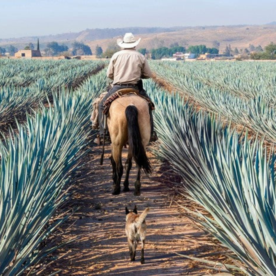 Tequila 101: How Is Tequila Produced? – 88 Bamboo