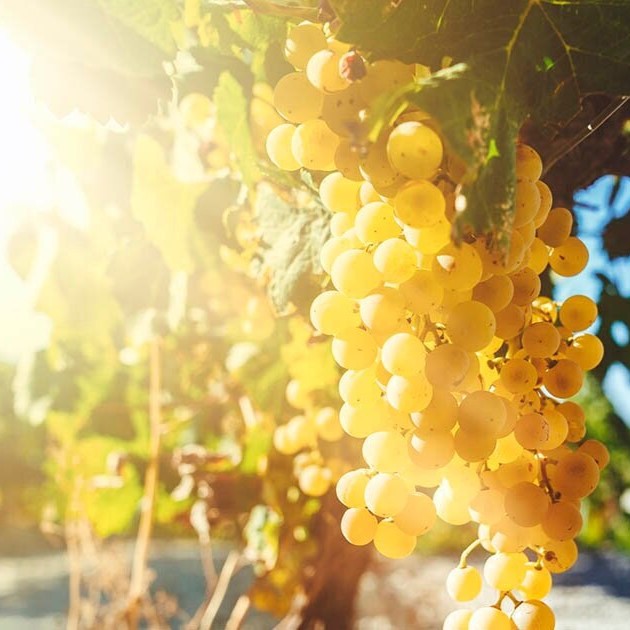 A Guide To The Most Common White Wine Grapes And Their Flavours – 88 Bamboo